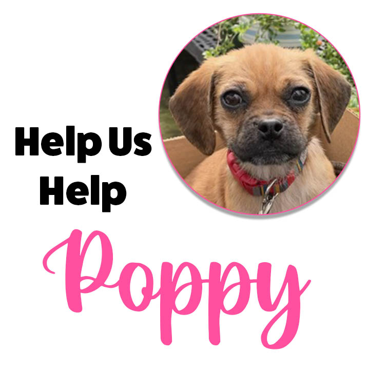 Help Us Help Poppy | Shelter to Home